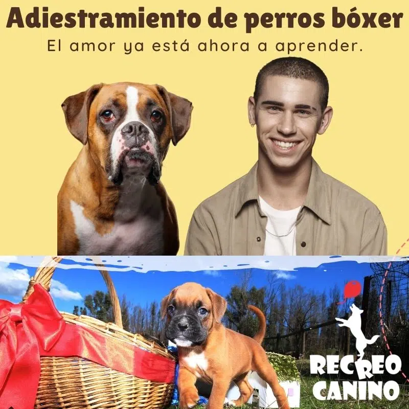 Son Perros Boxer Dificiles De Entrenar