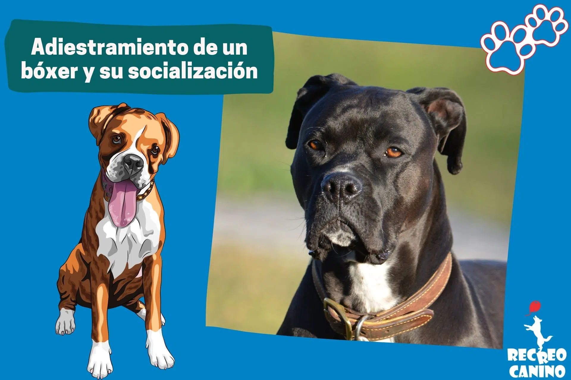 Son Perros Boxer Dificiles De Entrenar
