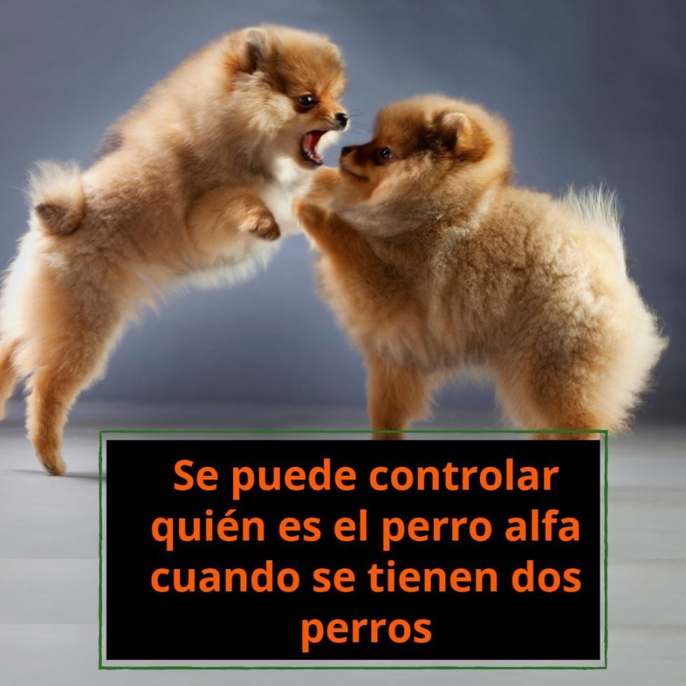 Perro alfa - Se puede controlar quién es el perro alfa